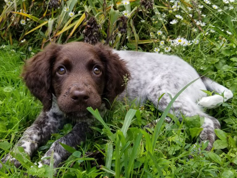 Small Munsterlander Puppies – Buckwood Kennel