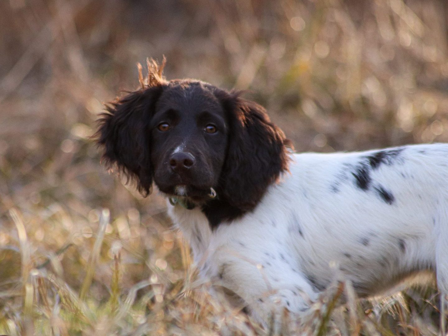 Small Munsterlander Puppies – Buckwood Kennel