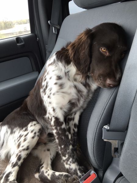 VC IntCH Brush Dale’s Open Season MH (Jager) – Buckwood Kennel