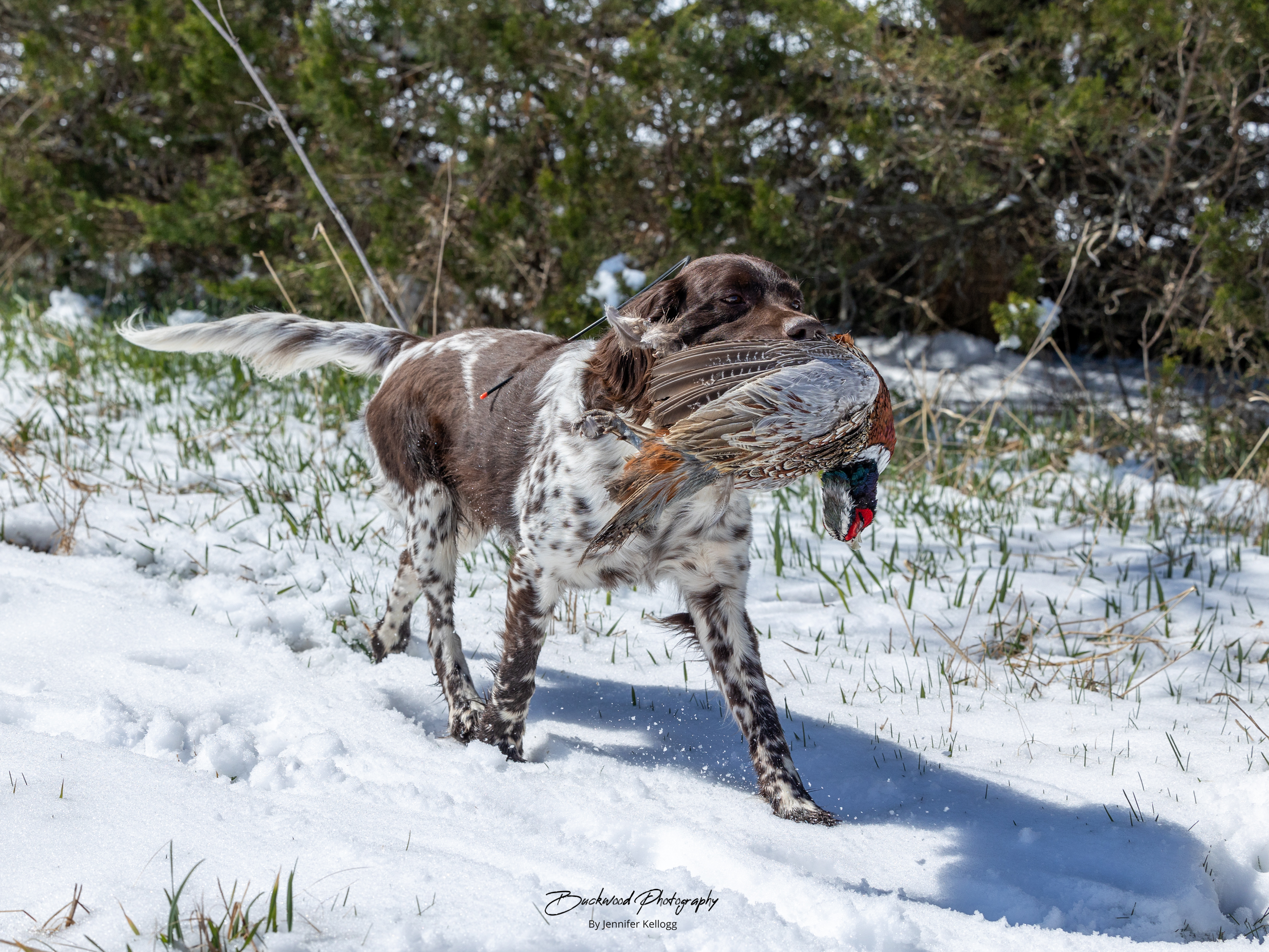 VC IntCH Brush Dale’s Open Season MH (Jager) – Buckwood Kennel