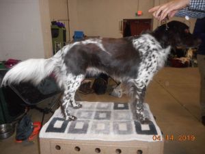 VC IntCH Brush Dale’s Open Season MH (Jager) – Buckwood Kennel