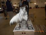 VC IntCH Brush Dale’s Open Season MH (Jager) – Buckwood Kennel