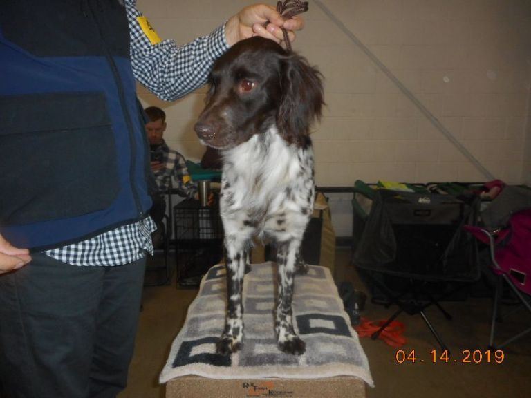 VC IntCH Brush Dale’s Open Season MH (Jager) – Buckwood Kennel