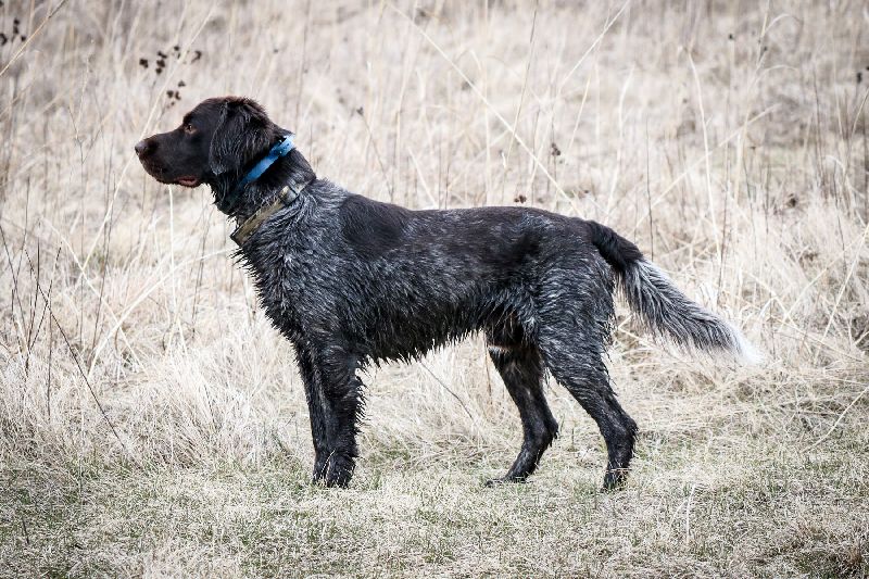 HnrCH/IntCH/NatCH Indy Vom Hundegelaut (Indy) – Buckwood Kennel