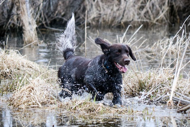 HnrCH/IntCH/NatCH Indy Vom Hundegelaut (Indy) – Buckwood Kennel