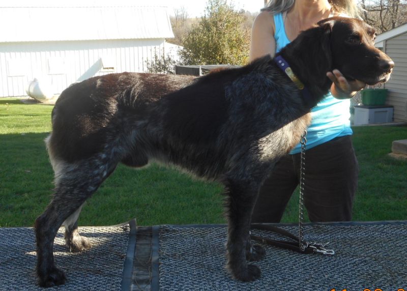 HnrCH/IntCH/NatCH Indy Vom Hundegelaut (Indy) – Buckwood Kennel